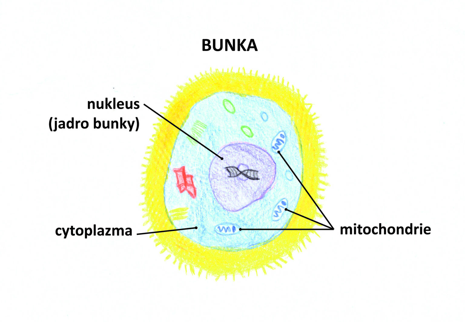 Mitochondriálna porucha sluchu - Infosluch